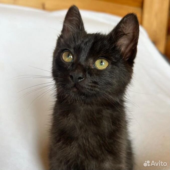 Котята черныши в добрые руки бесплатно в дар