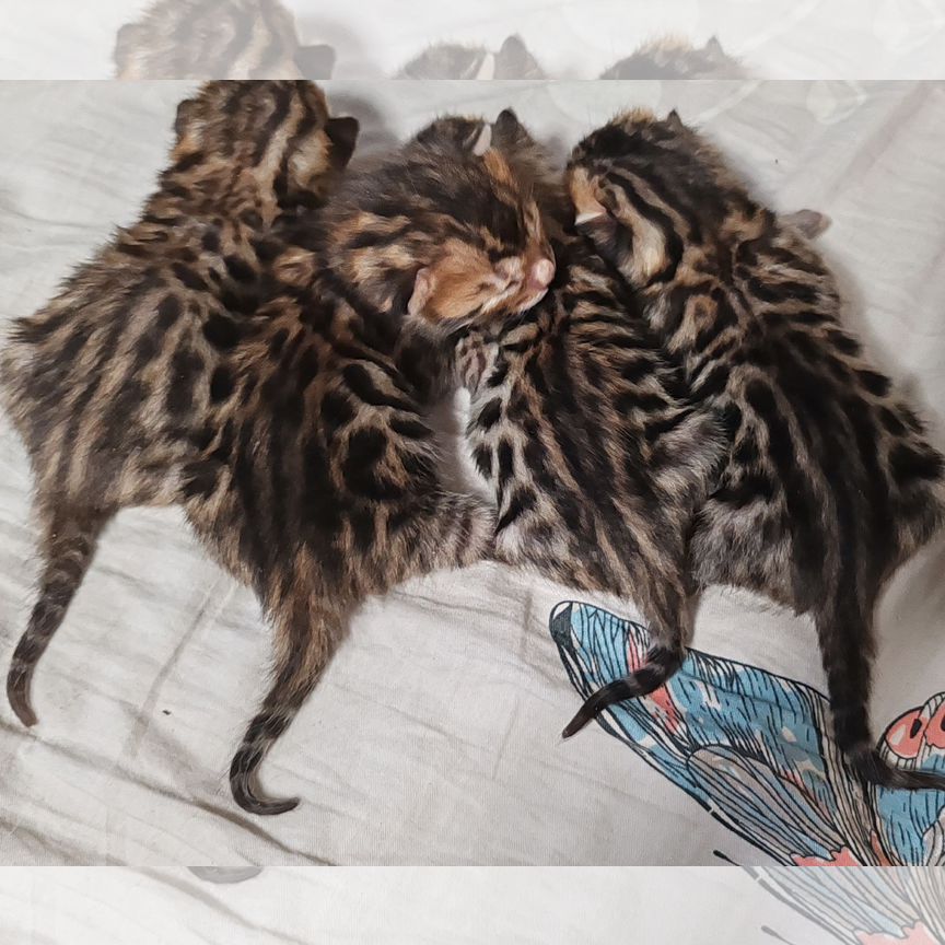 Бенгальские котята