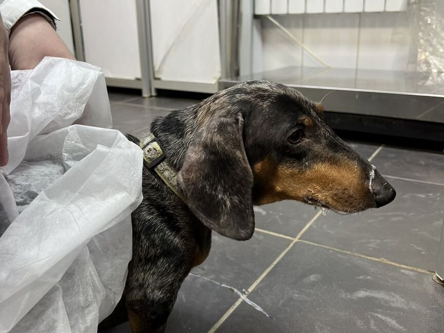 Найдена такса