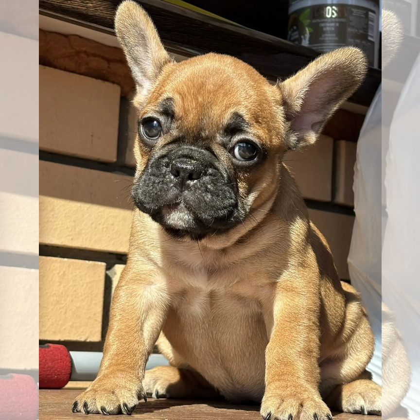 Французский бульдог, щенок