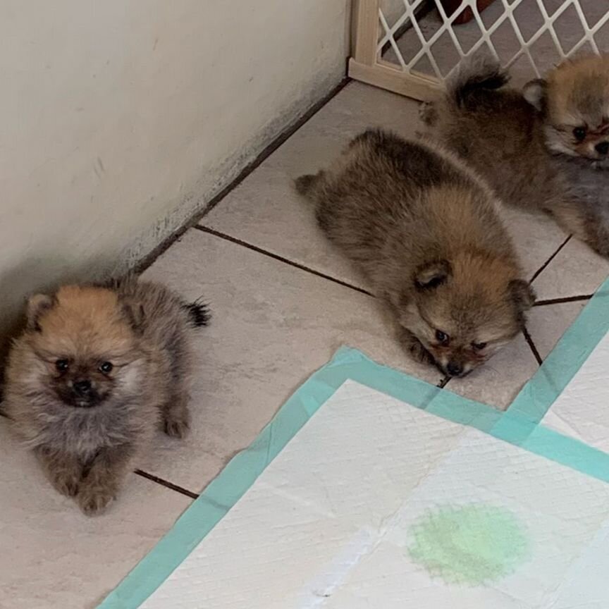 Померанский шпиц, щенок