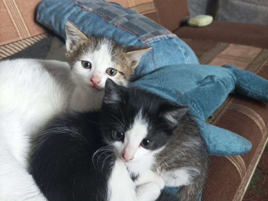 Котятки в добрые руки ласковые