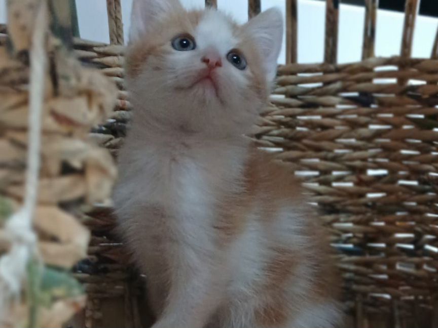 Красивый котейка ищет дом и добрую семью