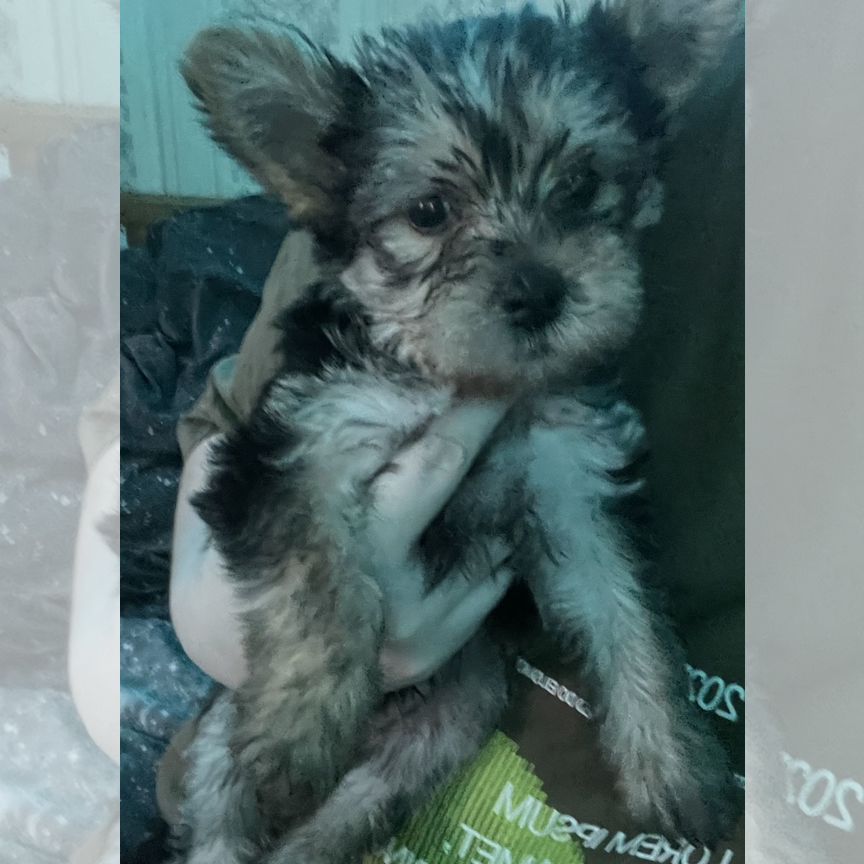 Йоркширский терьер, щенок