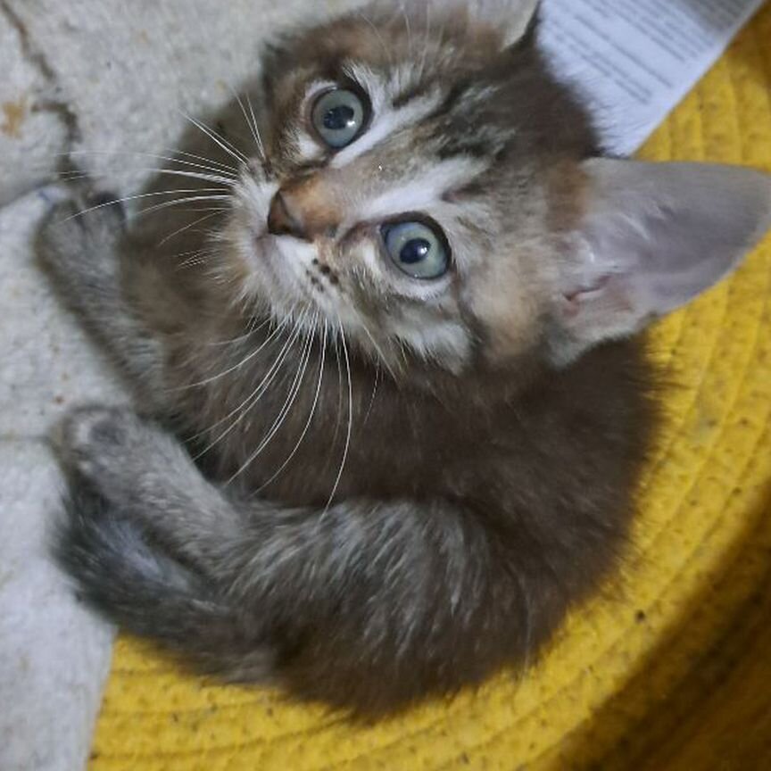 Котёнок в добрые руки