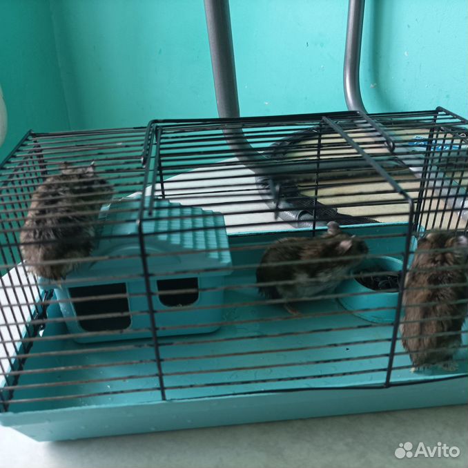 Отдам хомяков с клеткой, 3 мальчика