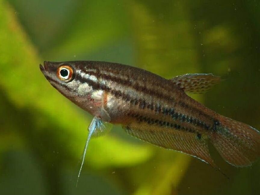 Гурами Ворчащий