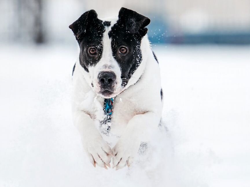 Нала в поисках семьи и дома