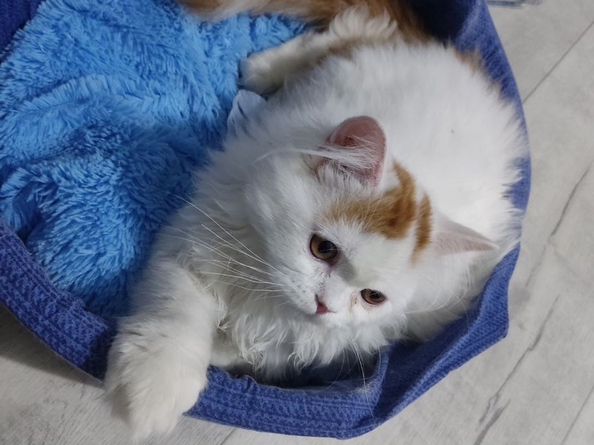 Шотландский котёнок