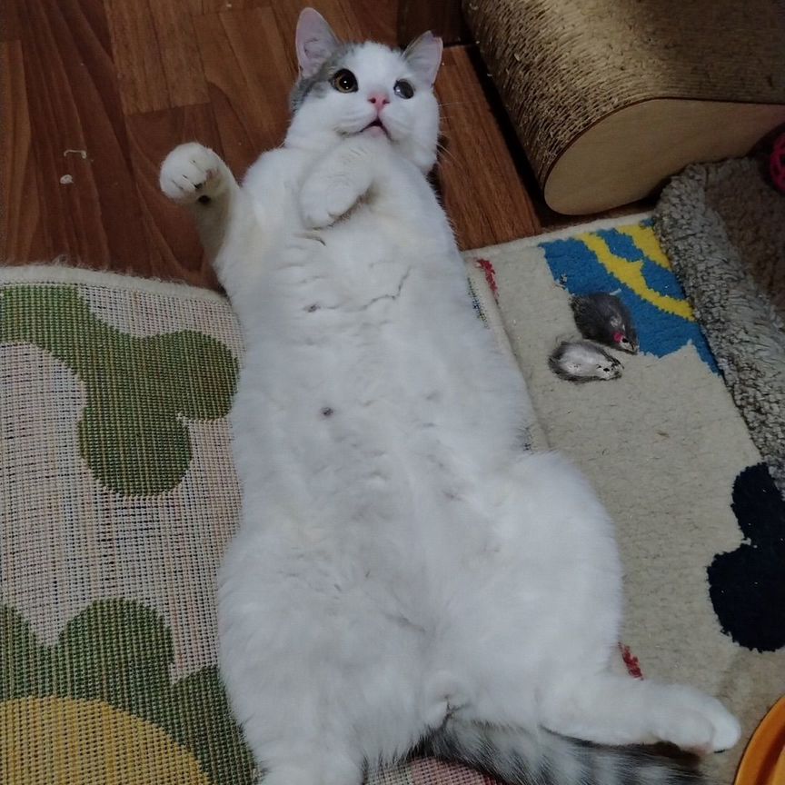 Ласковый котик