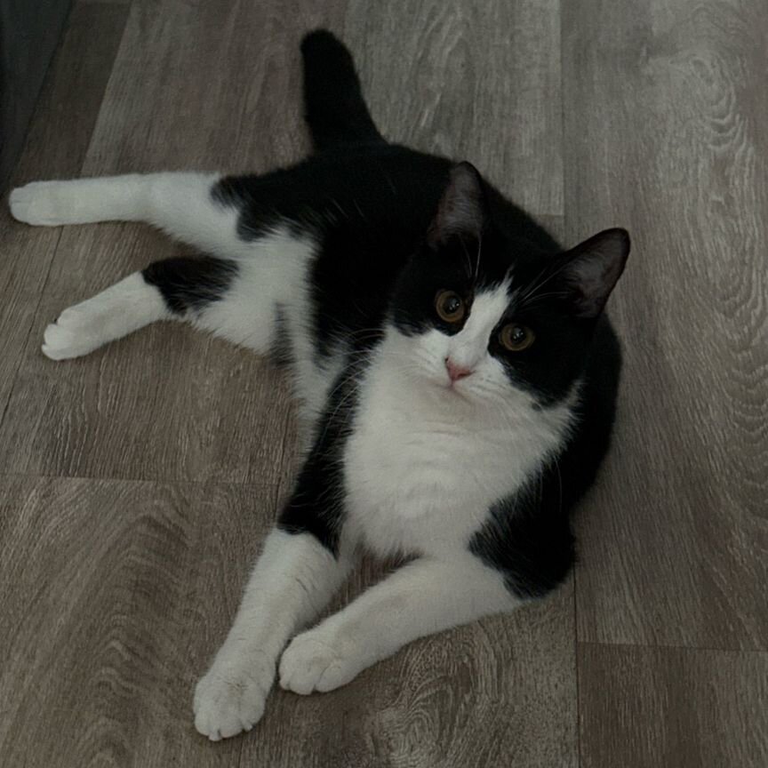 Потеряшка ищет дом