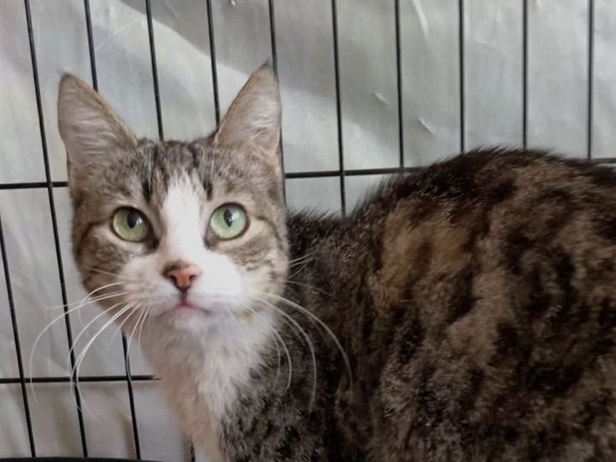 Кошка в дар