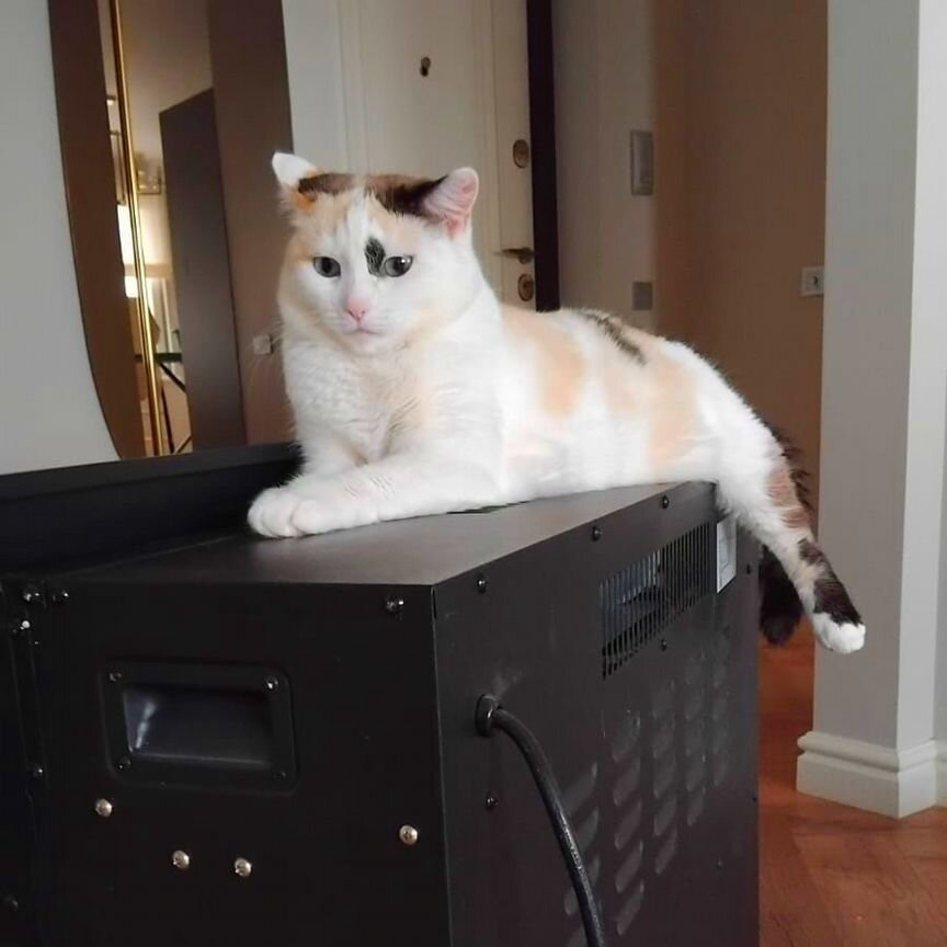 Машенька 2 года в добрые руки