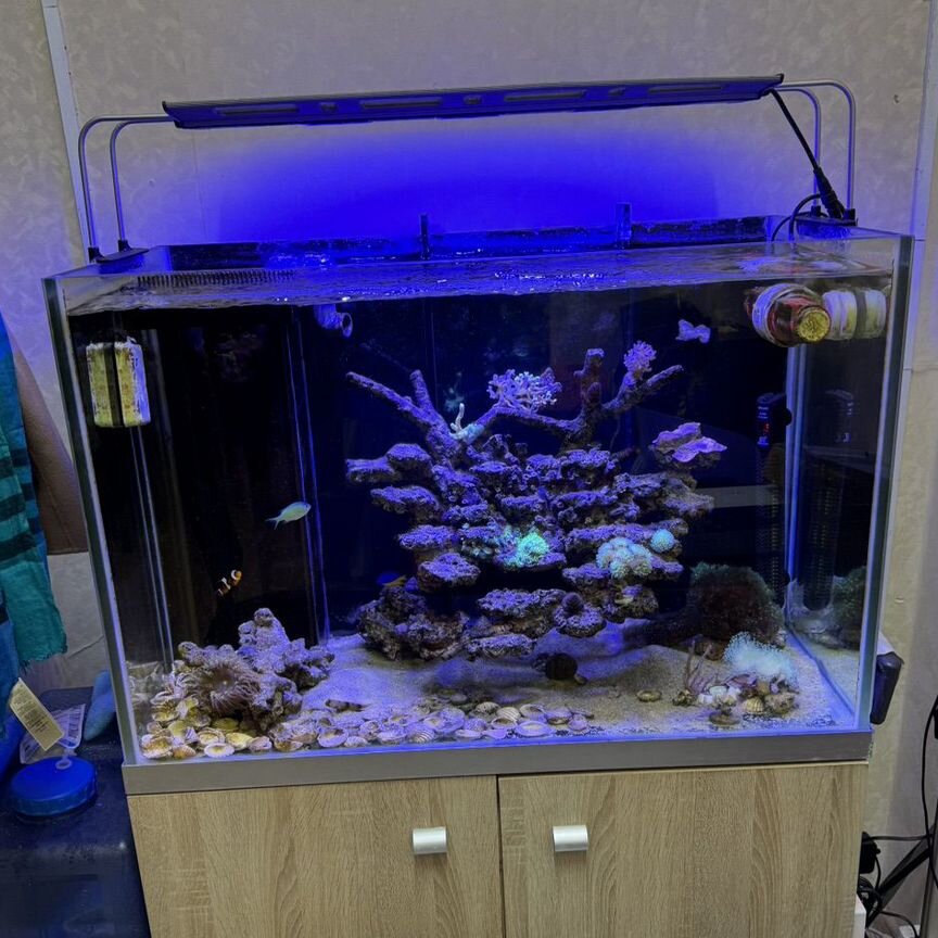 Аквариум с морской водой