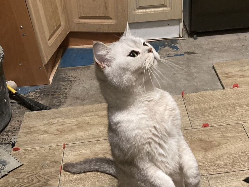 Шотландский кот
