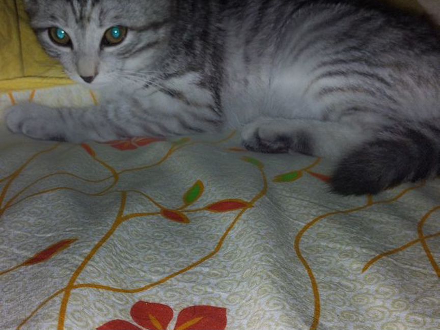 Бесплатно кошечка. Ищем добрых людей