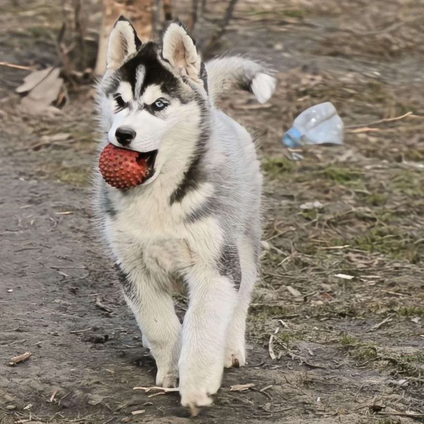 Сибирский хаски, щенок
