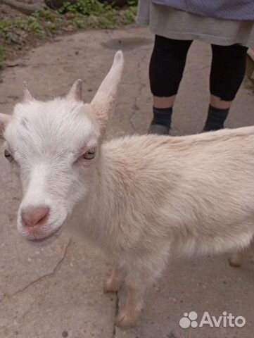 Козлята лучшие вашему хозяйству