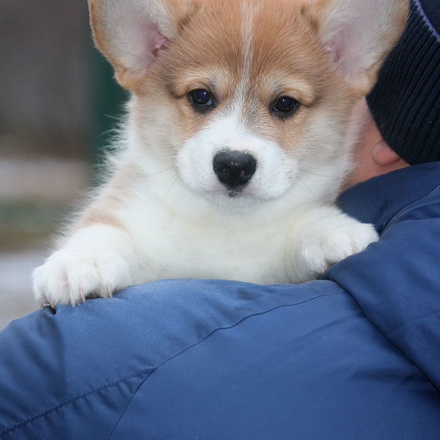 Шикарные мальчишки коржата