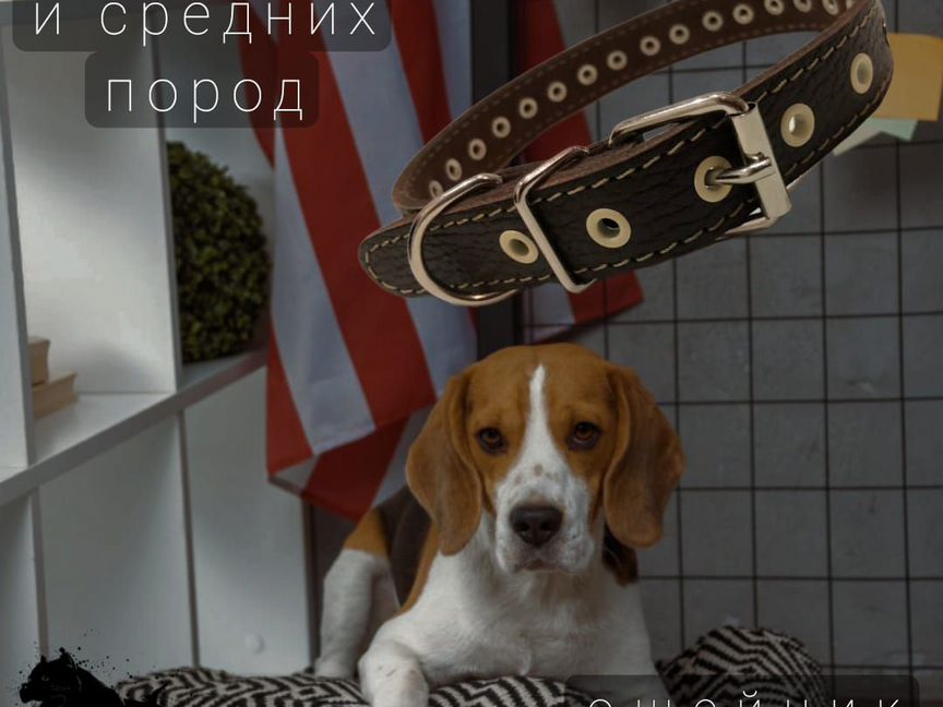 Ошейник для собак