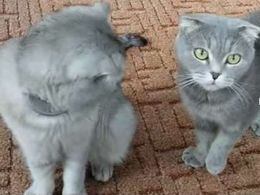 Шотландские котята