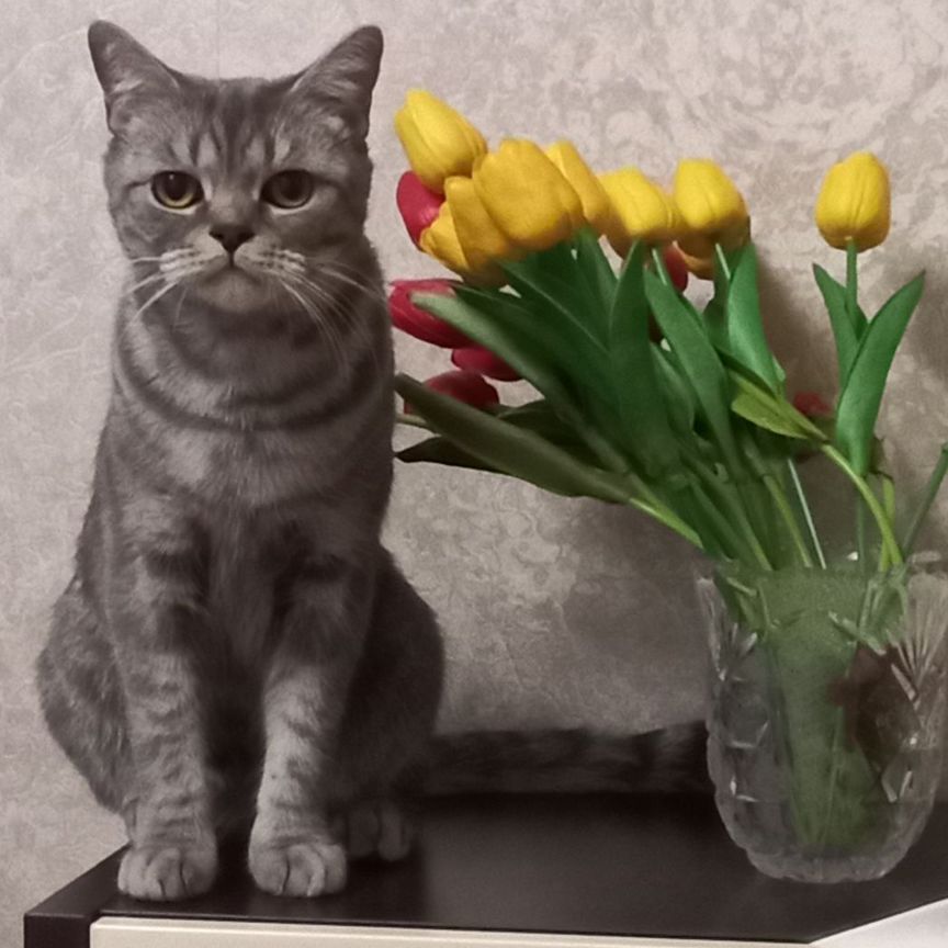 Кошка ищет кота для вязки