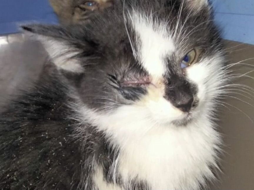 Котенок ищет дом срочно