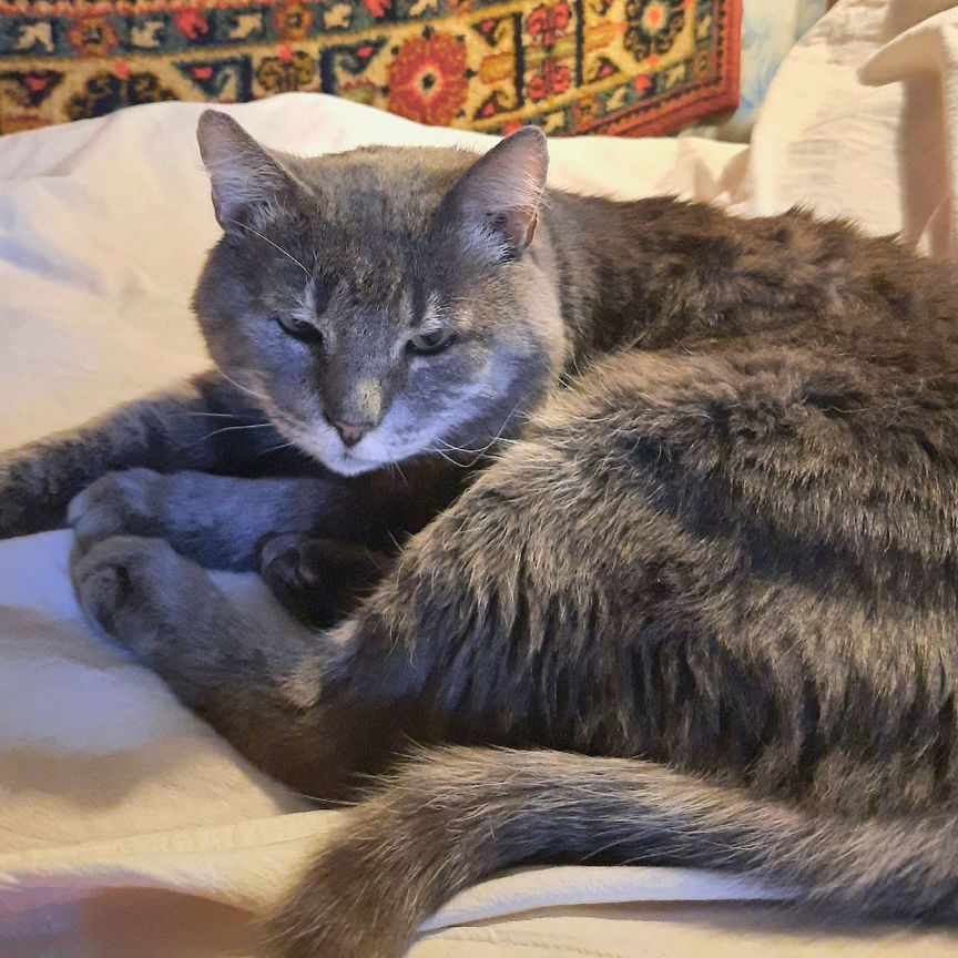 Котик может оказаться на улице