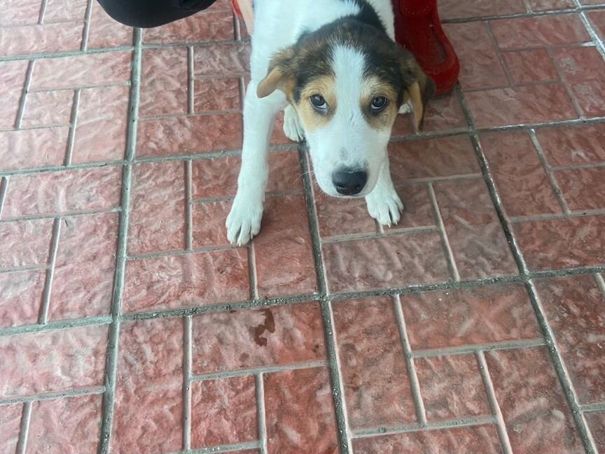 Две девочки, нужен дом, доставка