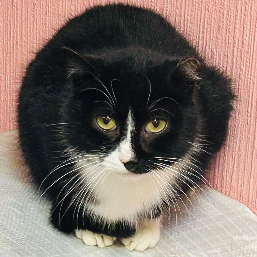 Кот Лютик