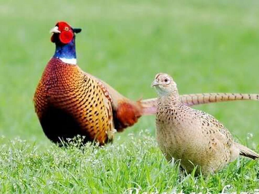 Фазаны семья