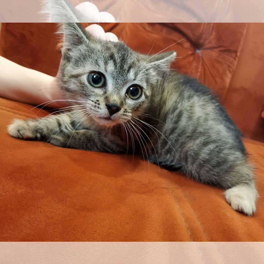 Котёнок в добрые руки