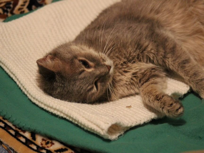 Ксюша ласкуша в добрые руки