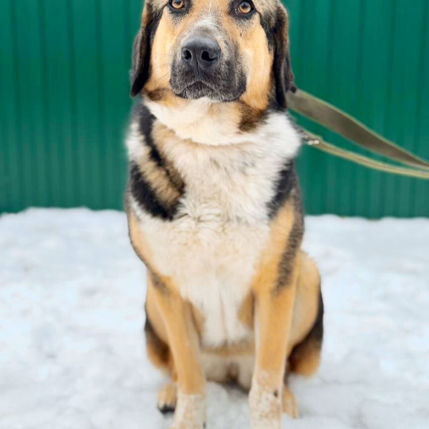 Добрая собака Донна ждет тебя в приюте