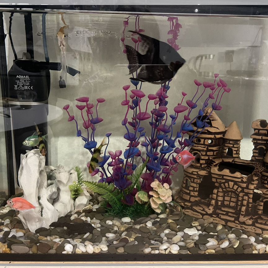 Аквариум с рыбками