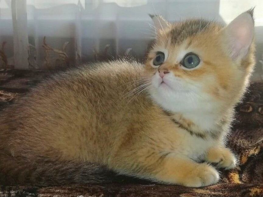 Шотландские золотые пупсики