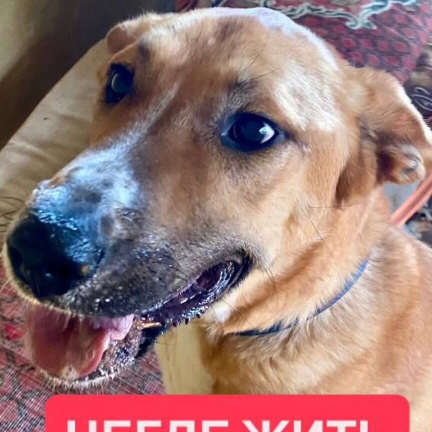 Взрослый пёс в добрые руки