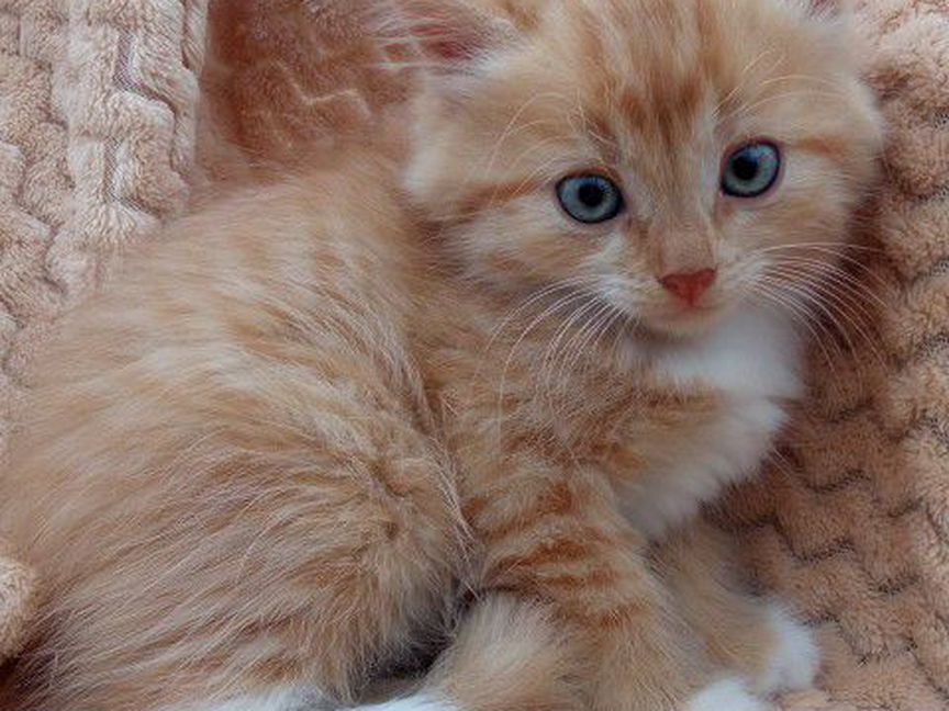 Рыжий котёнок