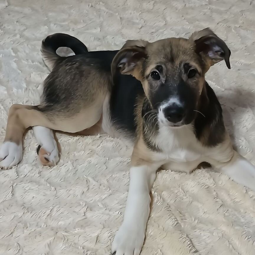 Щенок в добрые руки