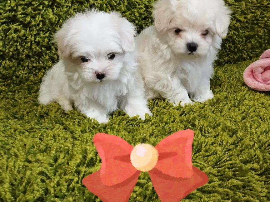 Мальтезик мини малыш