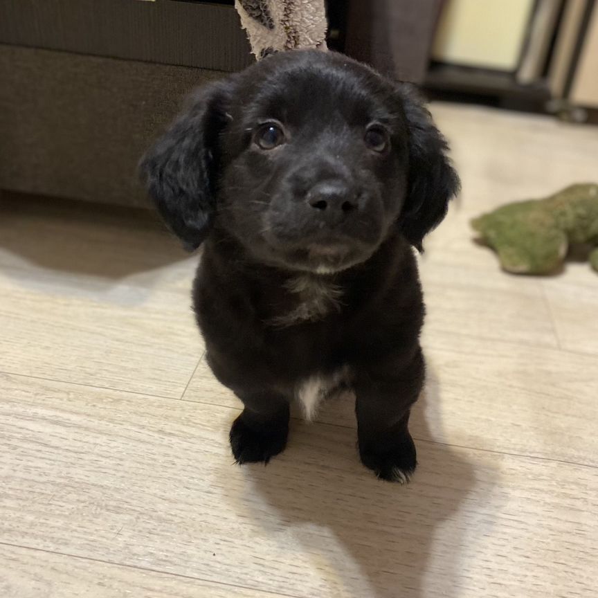 Щенок мальчик в добрые руки