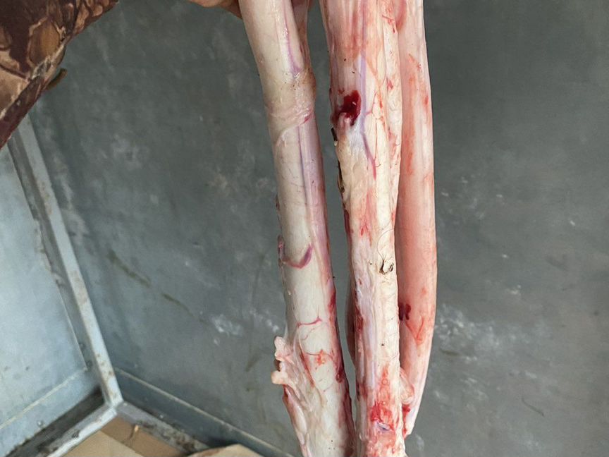 Бычий корень для собак