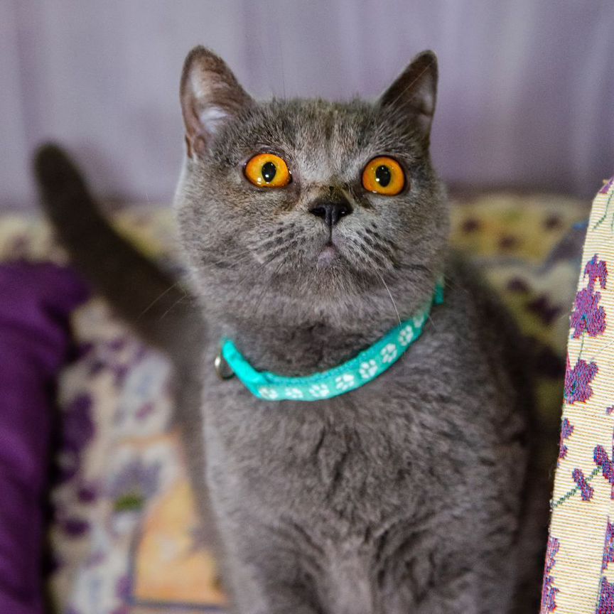 Мадам в красивой шубке ждёт ма