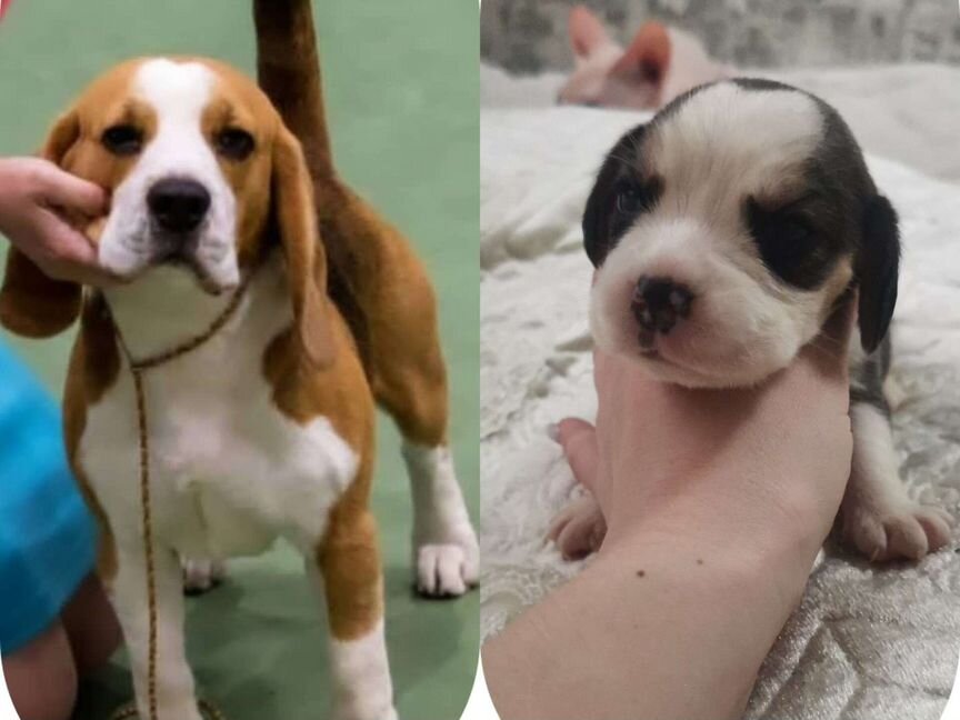 Бигль щенки