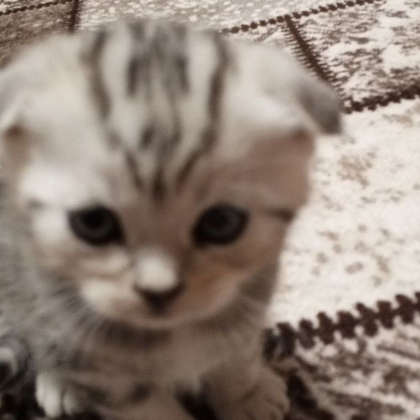 Шотландская