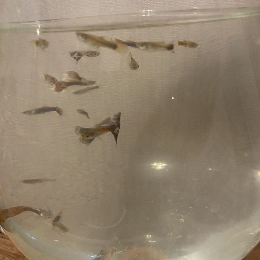 Аквариумные рыбки гуппи