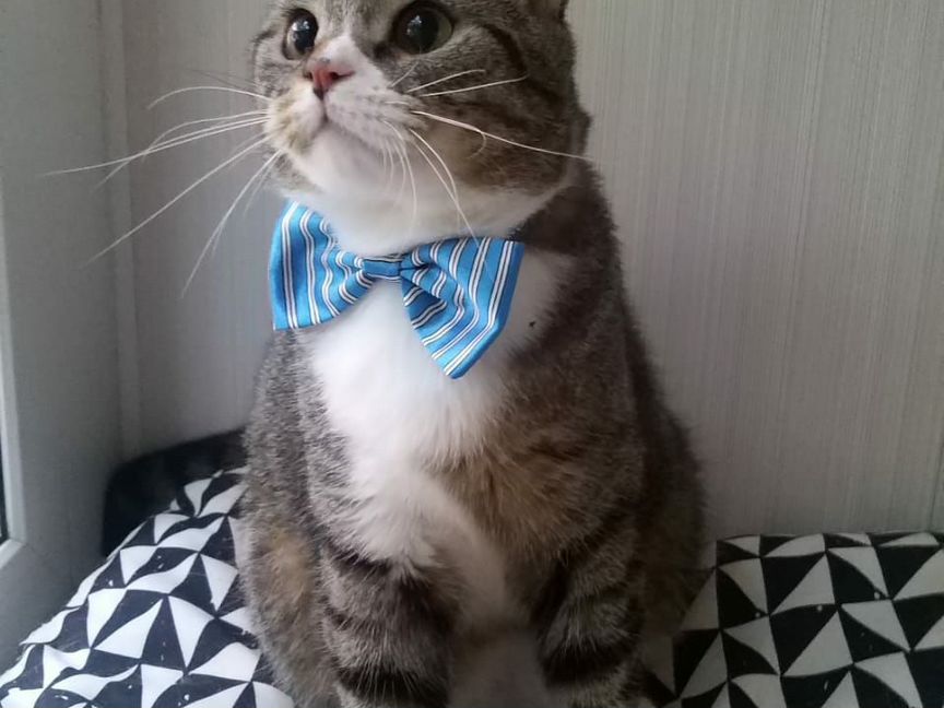 Ласковый молодой котик 1 год