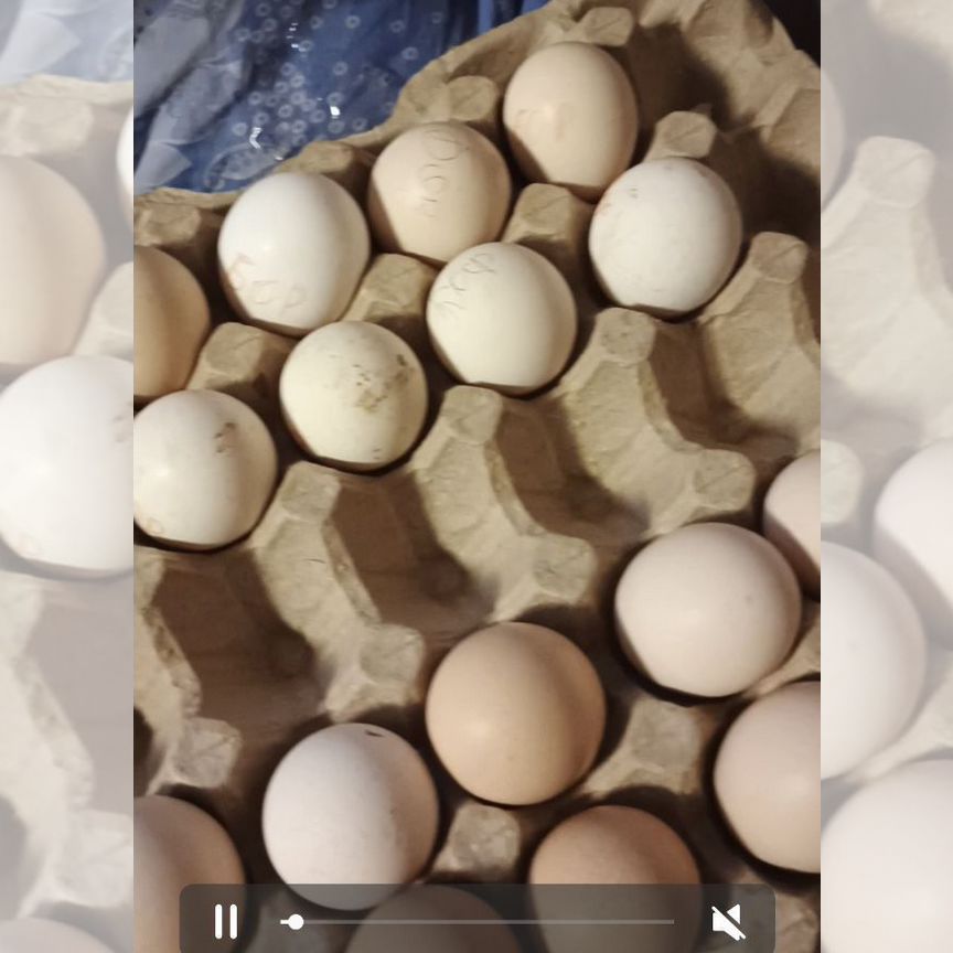 Домашнее куриное инкубационное яйцо