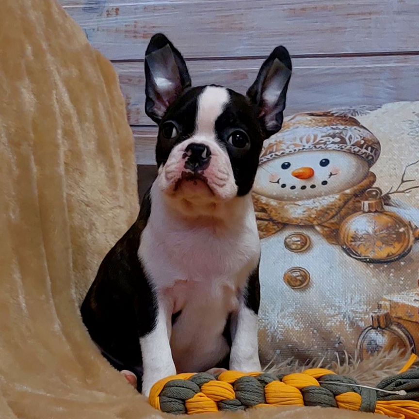 Бостон-терьер, щенок