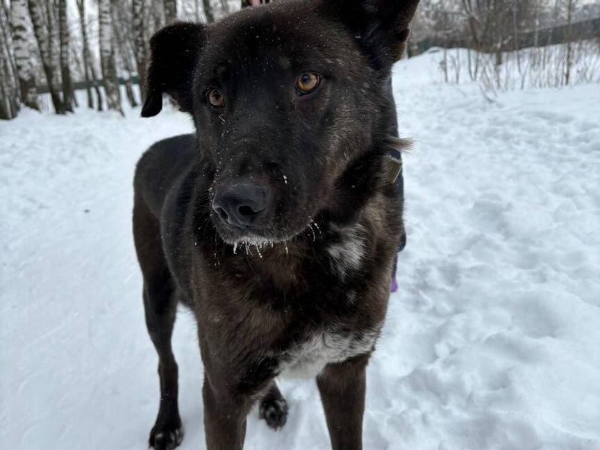Большой пёс с большим сердцем в добрые руки